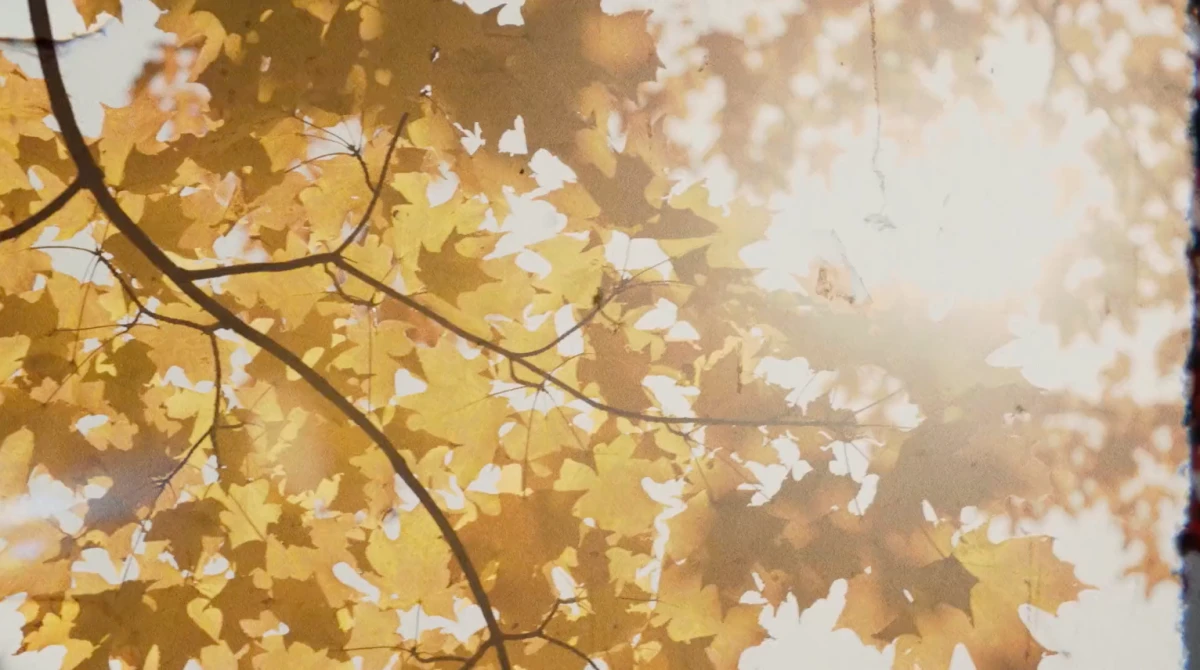 FatFace - Autumn Campaign Case Study - Theory Films